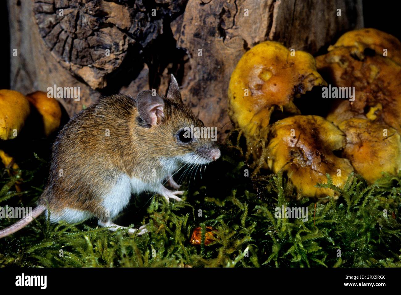 Wood mouse foraging hi-res stock photography and images - Alamy