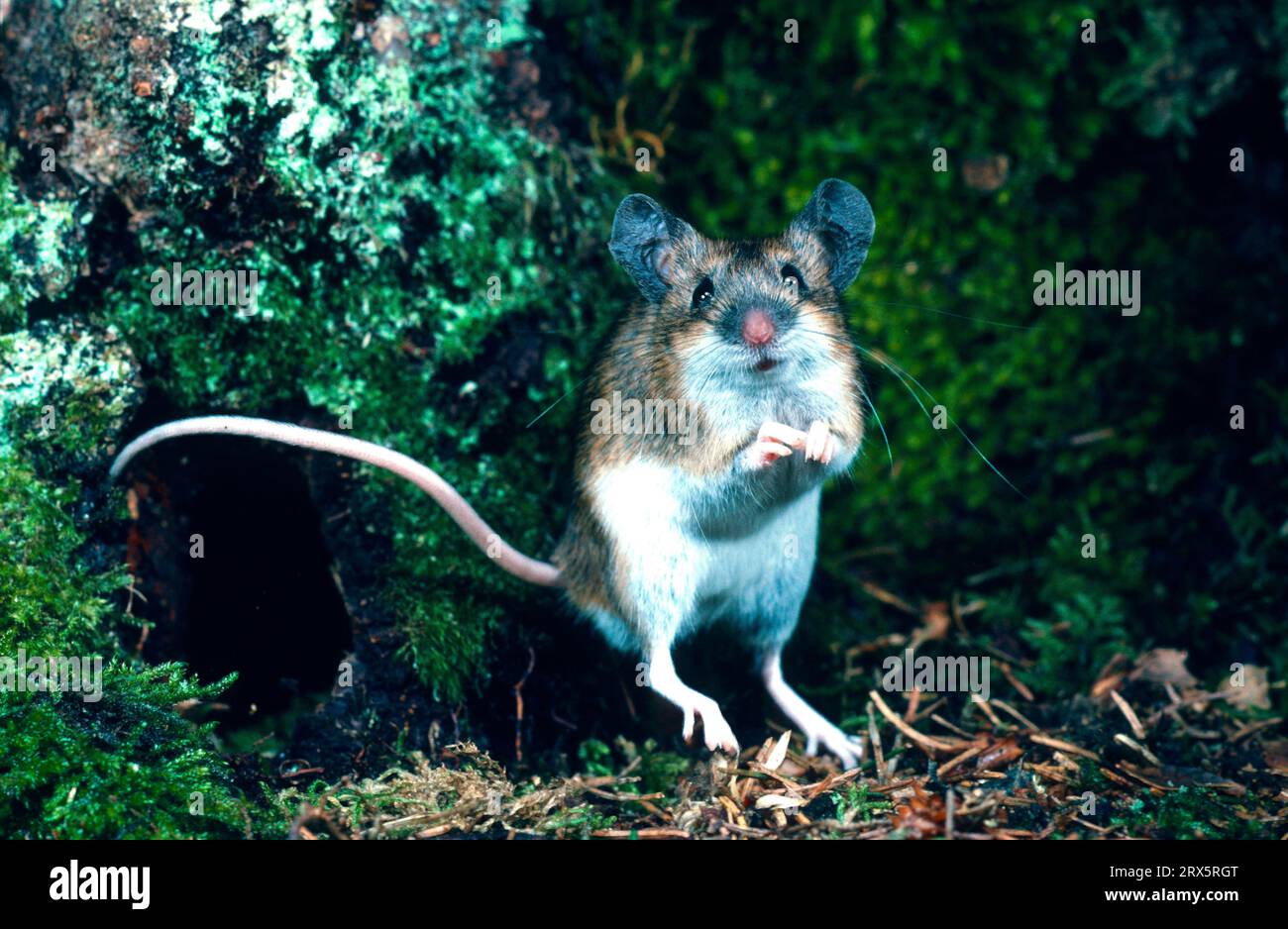 Mouse den hi-res stock photography and images - Alamy