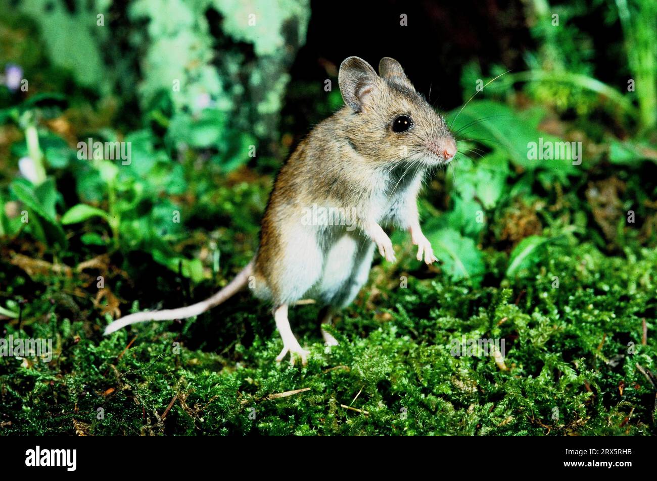 Wood mouse, standing, on mossy forest floor Stock Photo - Alamy