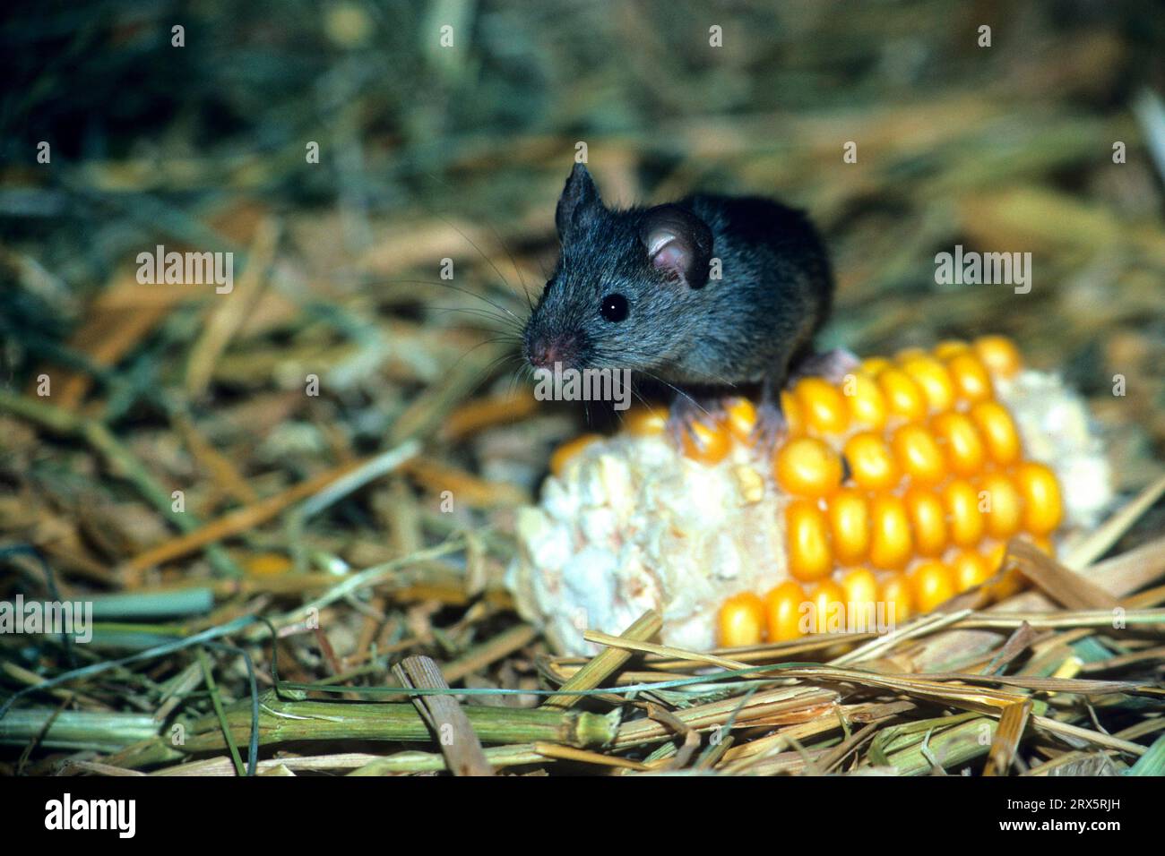 Foraging mouse hi-res stock photography and images - Alamy