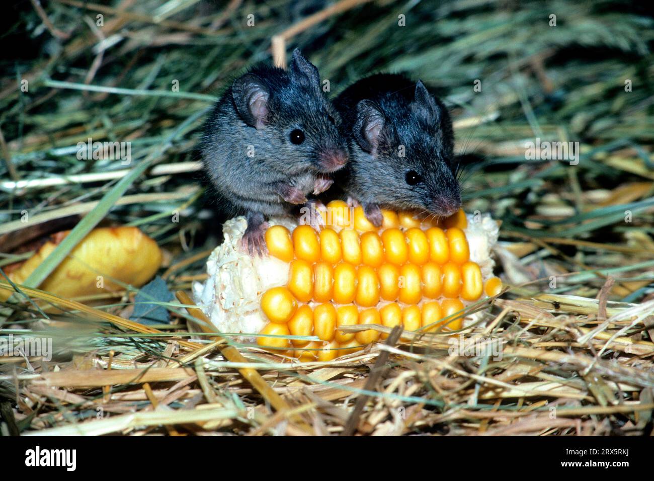 Foraging mouse hi-res stock photography and images - Alamy