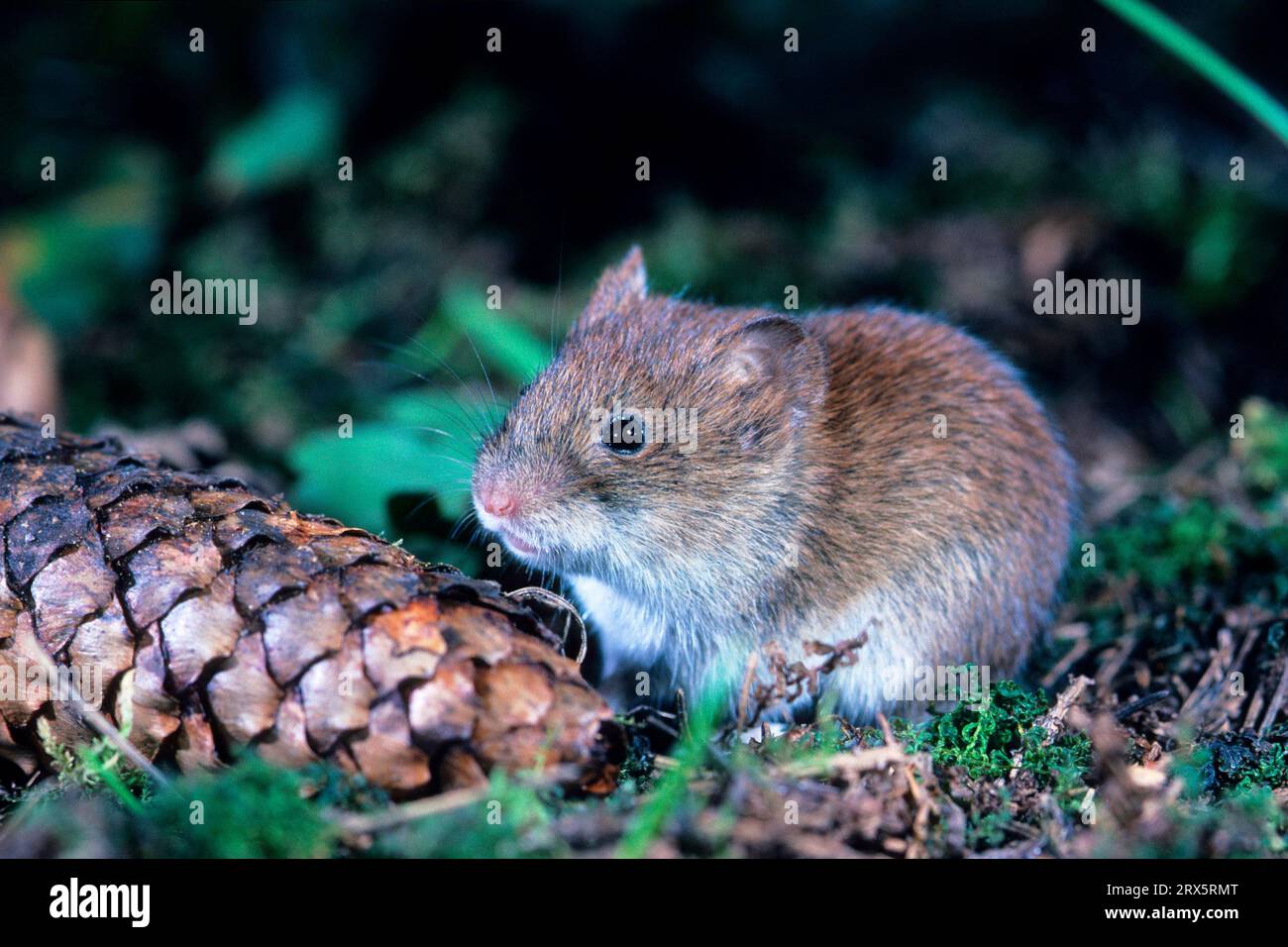 Red backed mouse hi-res stock photography and images - Alamy