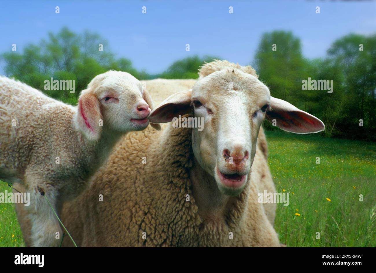 Domestic sheep lamb nibbling on ear from mother Germany, Baden ...