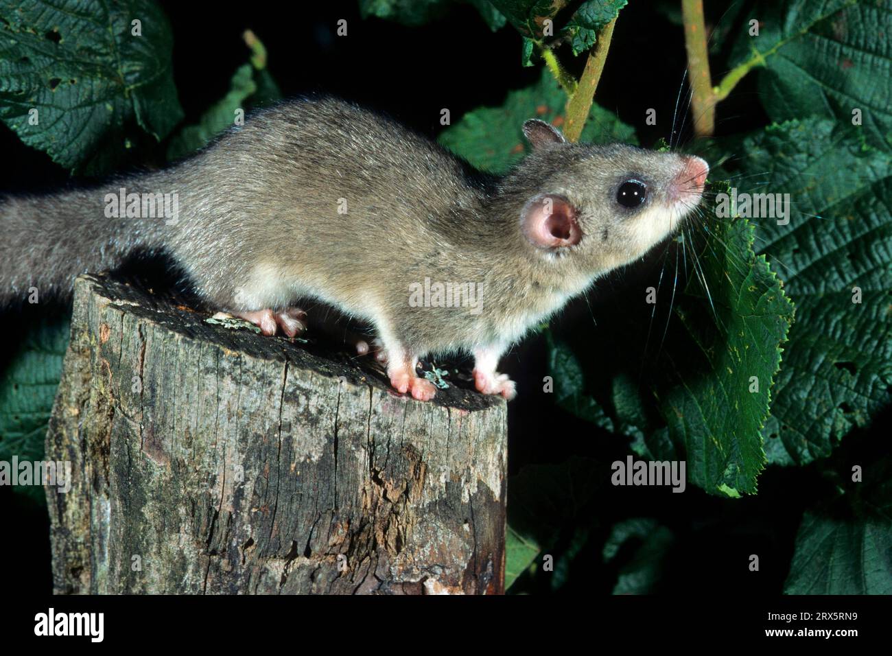 Dormouse of europe hi-res stock photography and images - Alamy