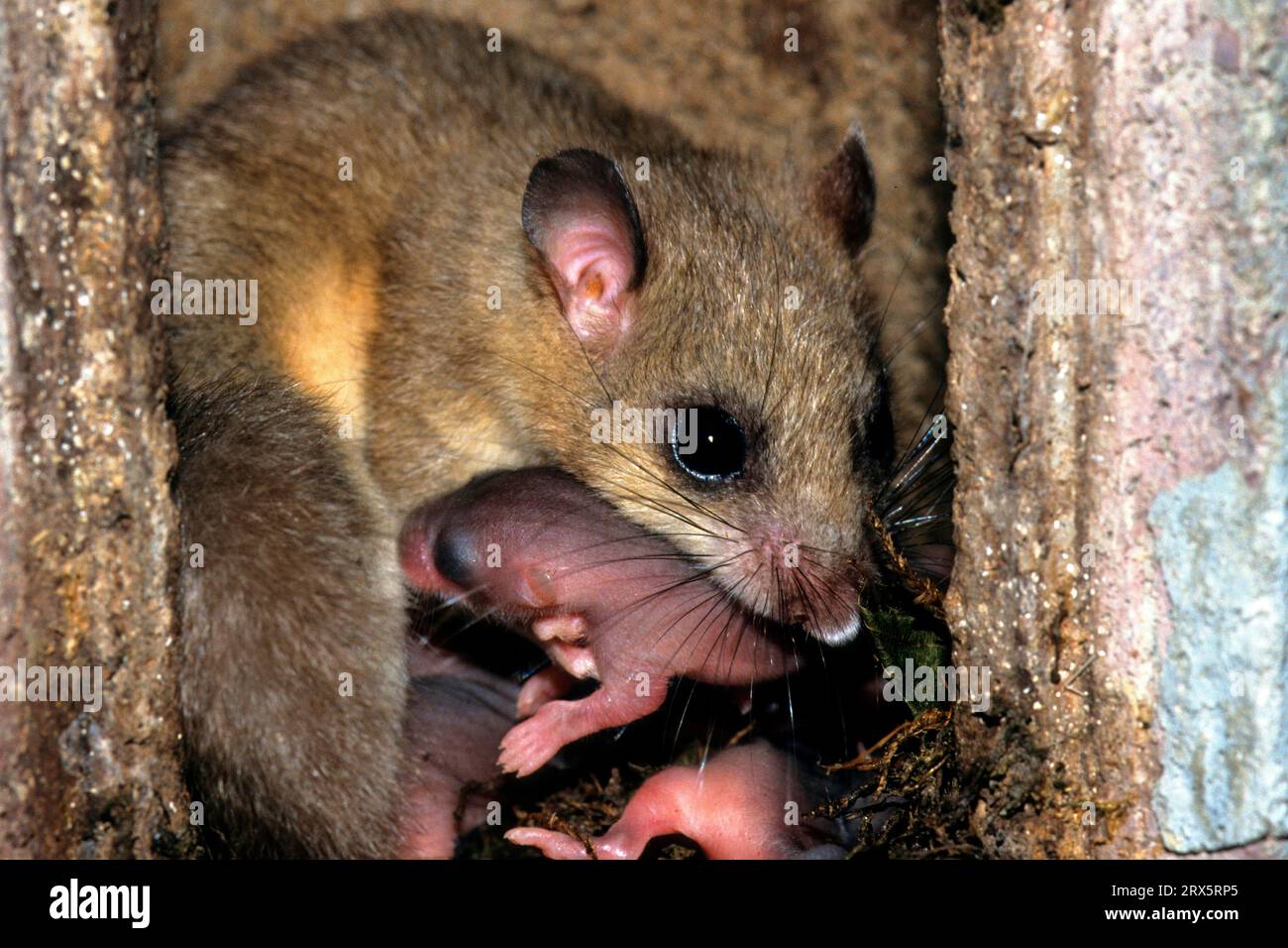 Dormouse in nest box with young Stock Photo - Alamy