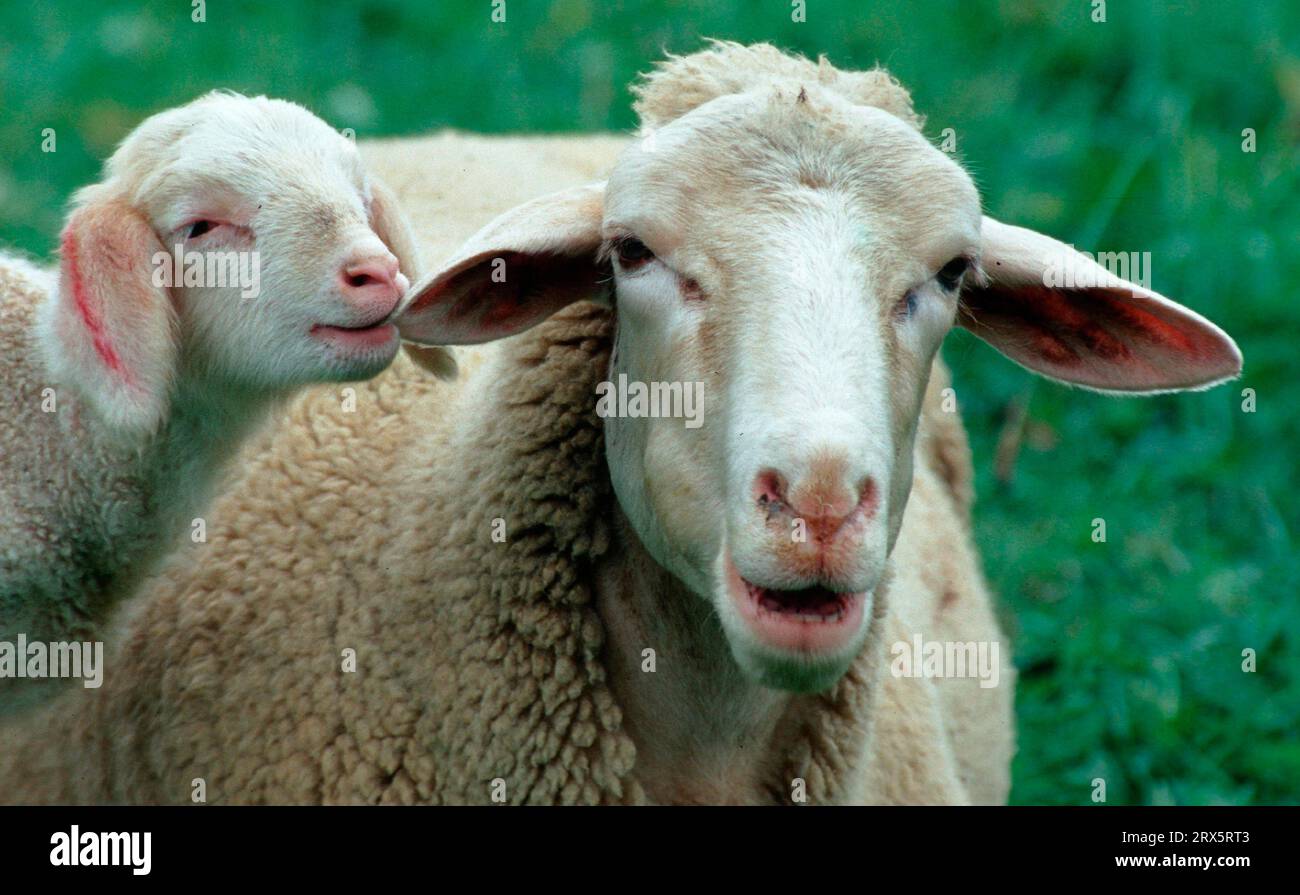 Lamb nibbling the ear of the ewe Germany Stock Photo - Alamy