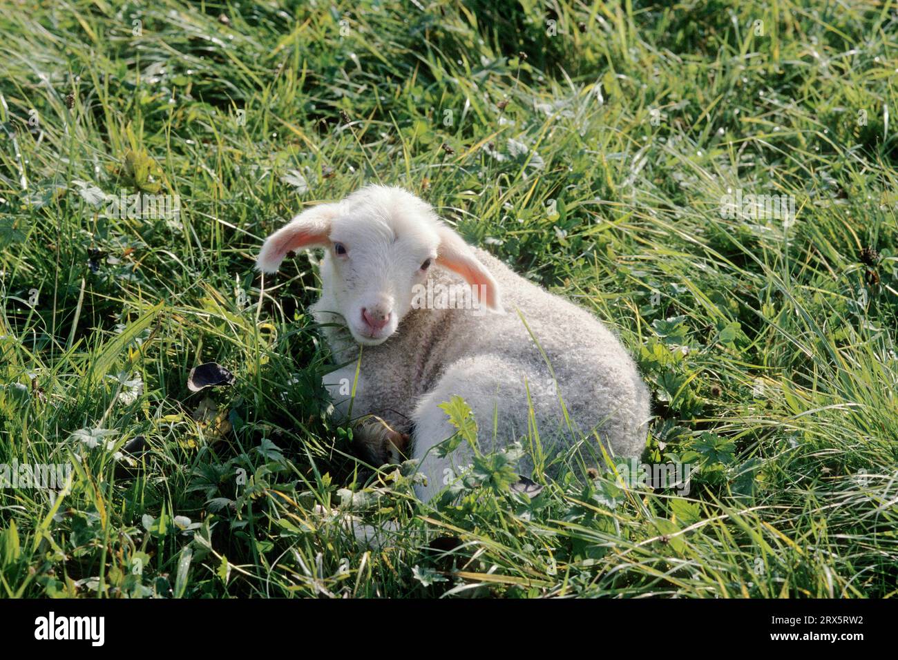 Sheep motif hi-res stock photography and images - Alamy