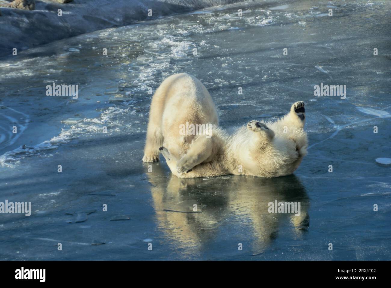 Cute polar bears having fun on ice Stock Photo - Alamy