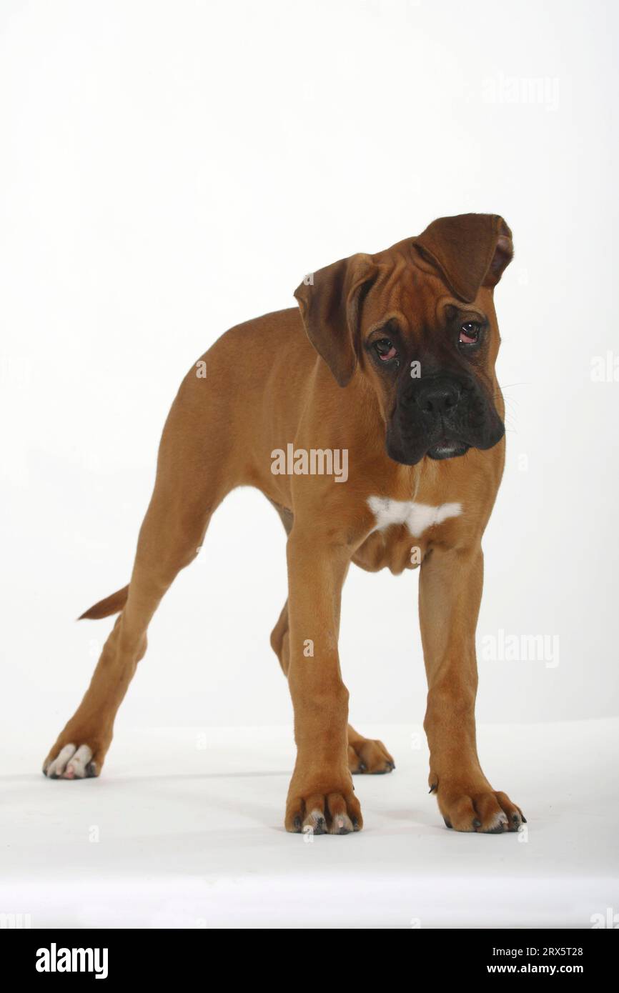 German Boxer, Puppy Stock Photo - Alamy