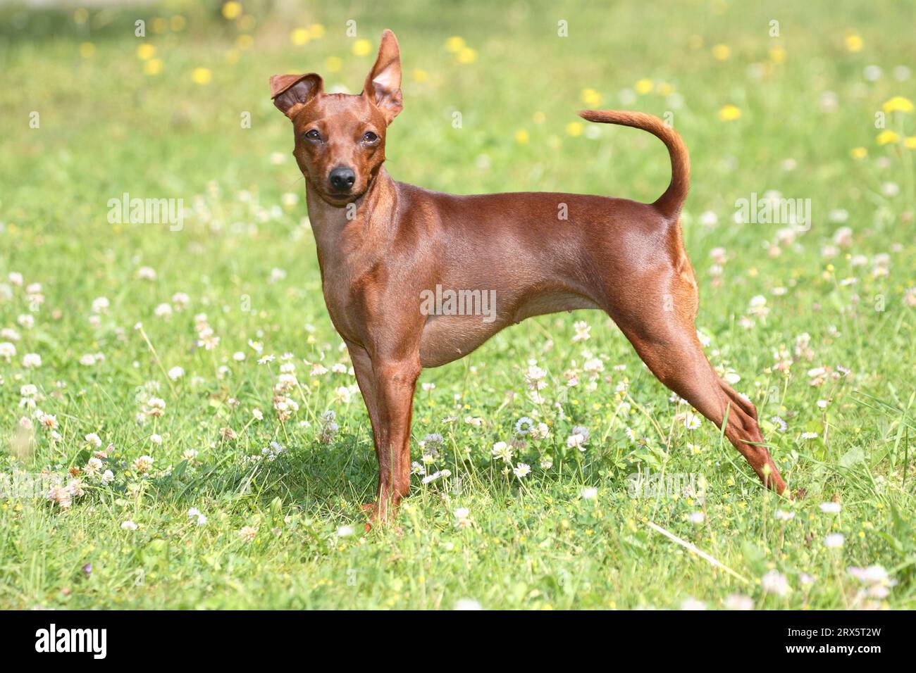 Dwarf Pinscher, Bitch, Pinscher, Roe Pinscher, Dwarf Grey Pinscher ...