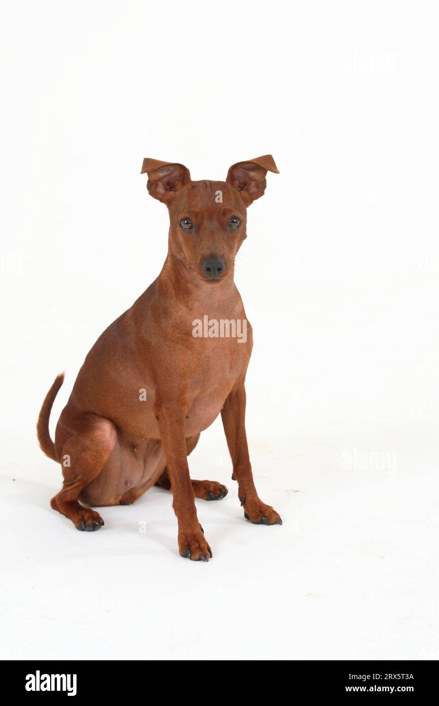 Miniature Pinscher, Bitch, Pinscher, Fawn Pinscher, Miniature Grey ...
