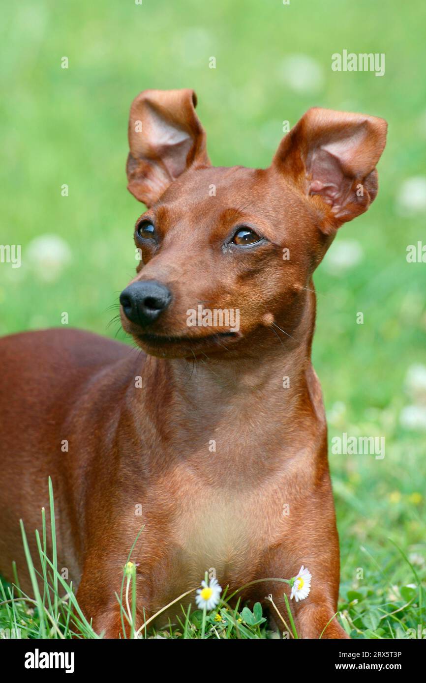 Dwarf Pinscher, Pinscher, Deer Pinscher, Dwarf Grey Pinscher Stock ...