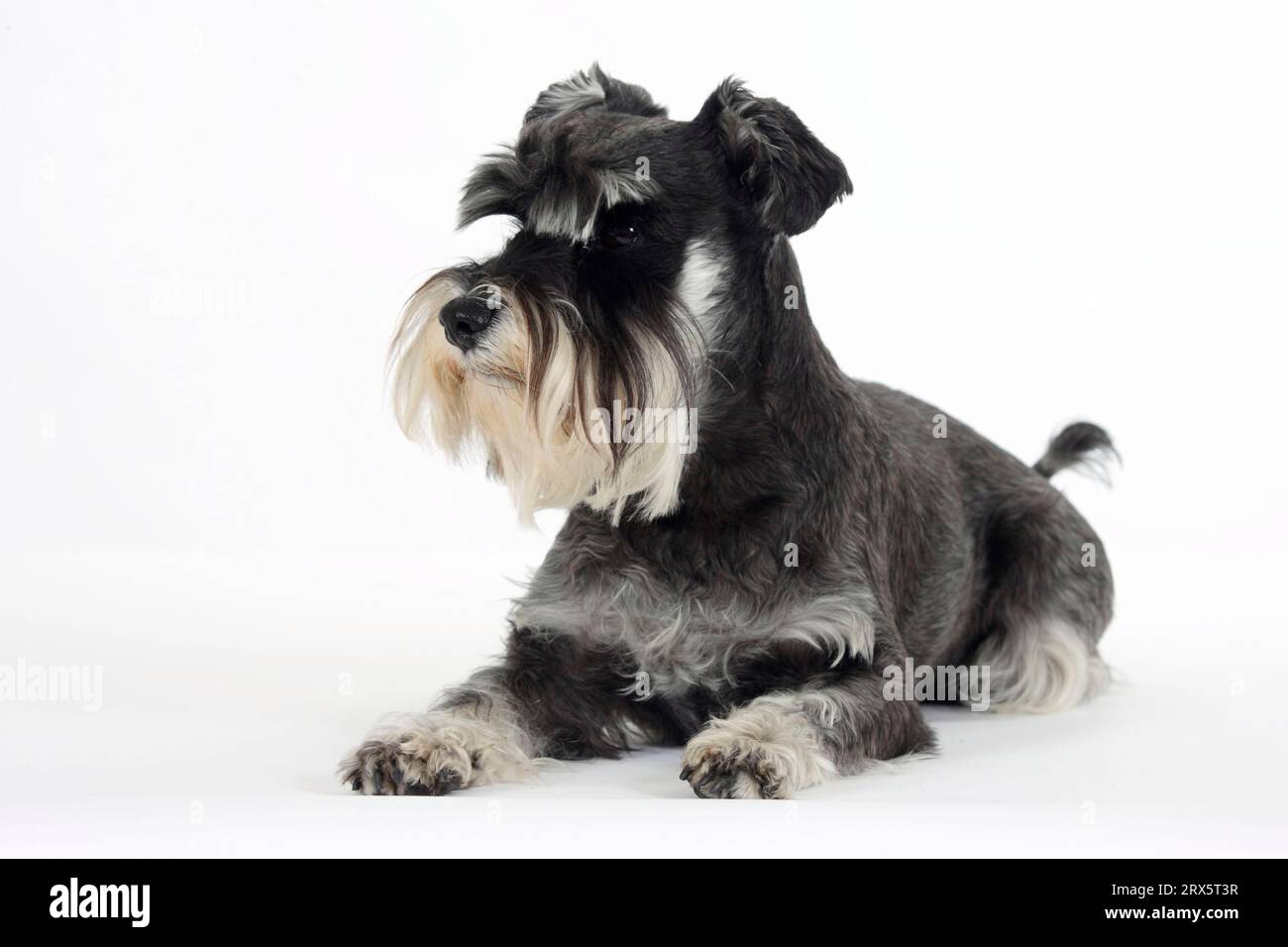 Miniature Schnauzer, black-silver, Schnauzer Stock Photo - Alamy