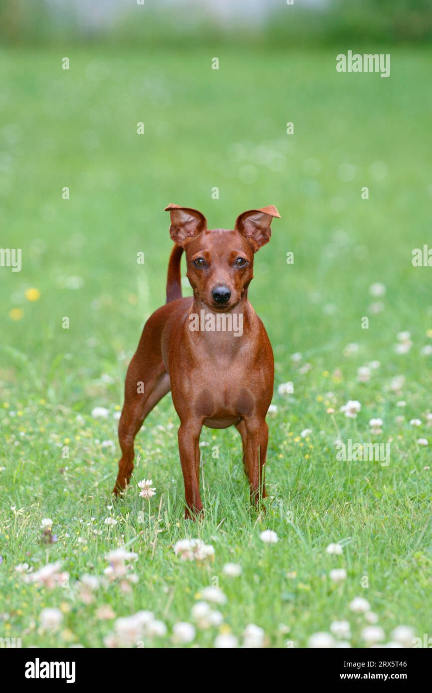 Dwarf Pinscher, Pinscher, Deer Pinscher, Dwarf Grey Pinscher Stock ...