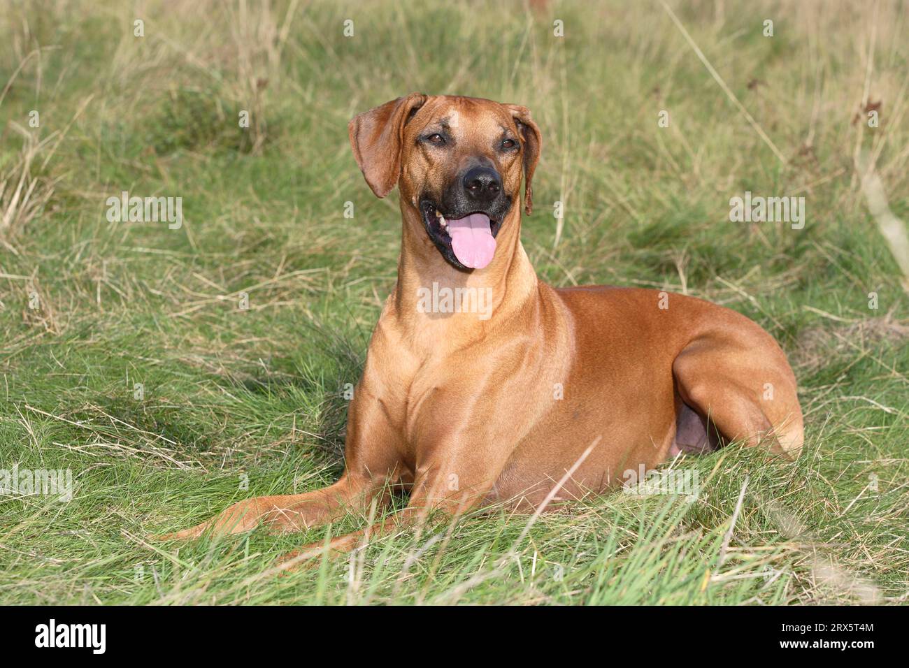 Rhodesian Ridgeback also known as African lion dog Stock Photo - Alamy