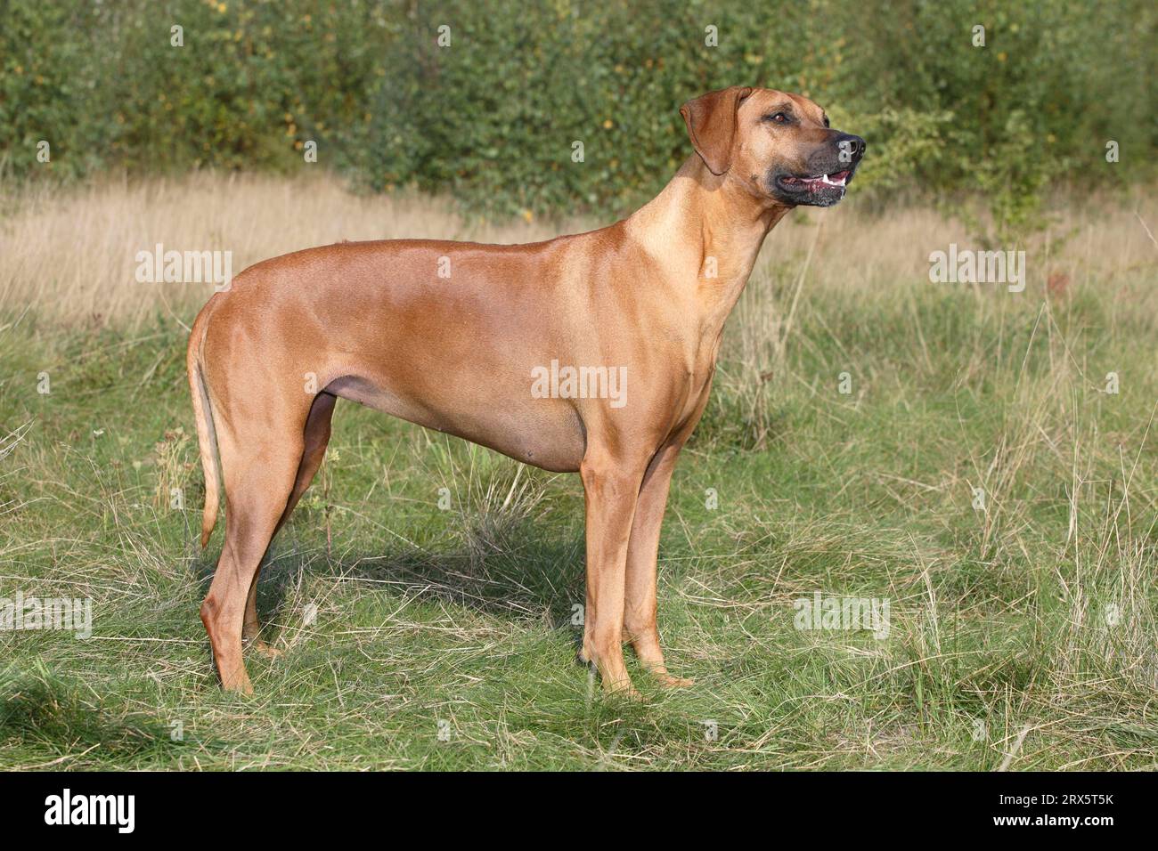 Rhodesian Ridgeback, bitch, side Stock Photo - Alamy
