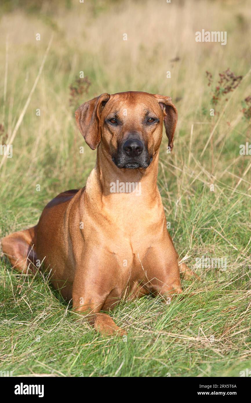 Rhodesian Ridgeback also known as African lion dog Stock Photo - Alamy