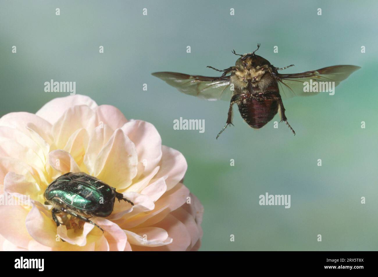 Two darkling beetle hi-res stock photography and images - Alamy