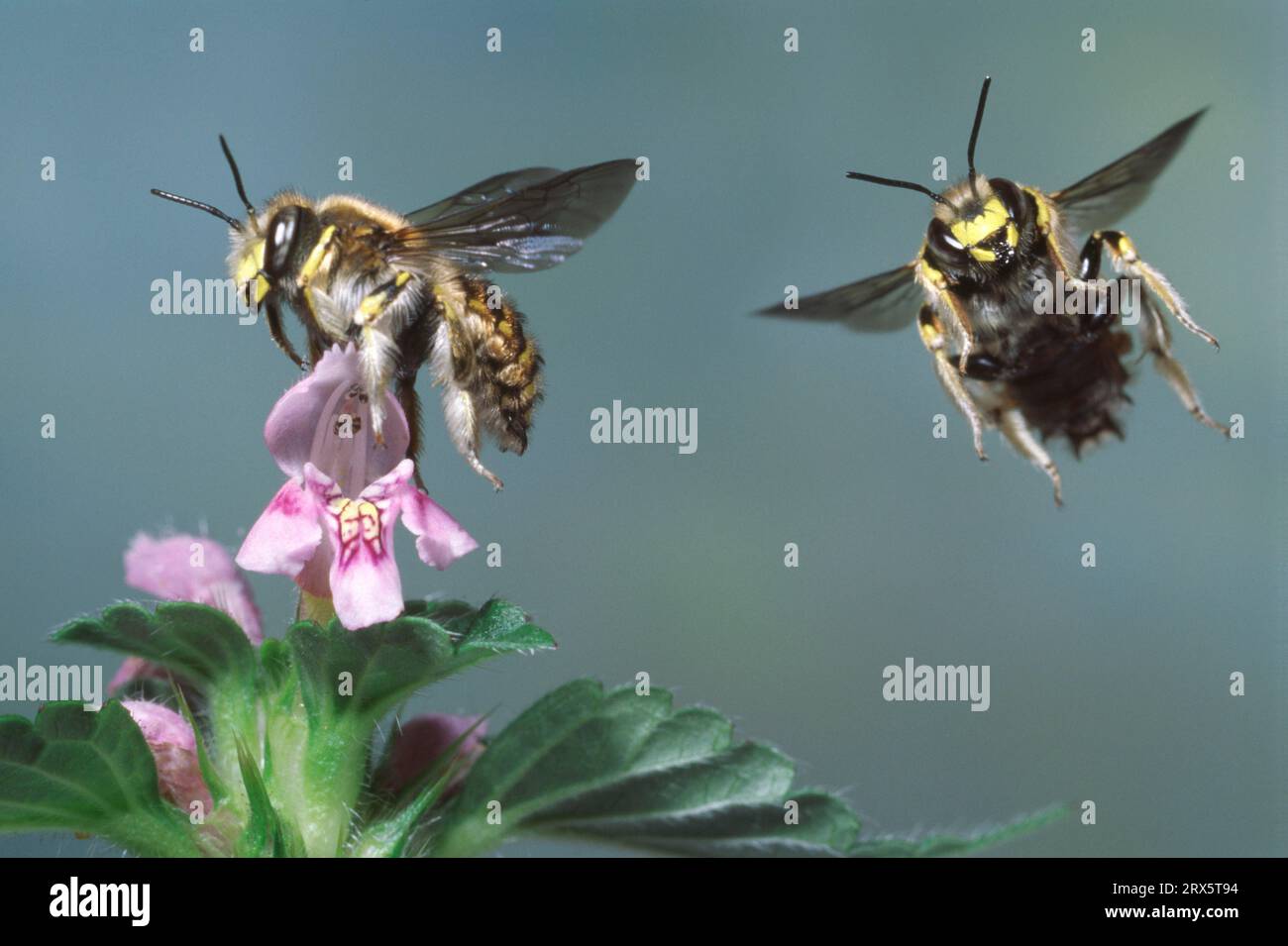 Anthidium florentinum hi-res stock photography and images - Alamy