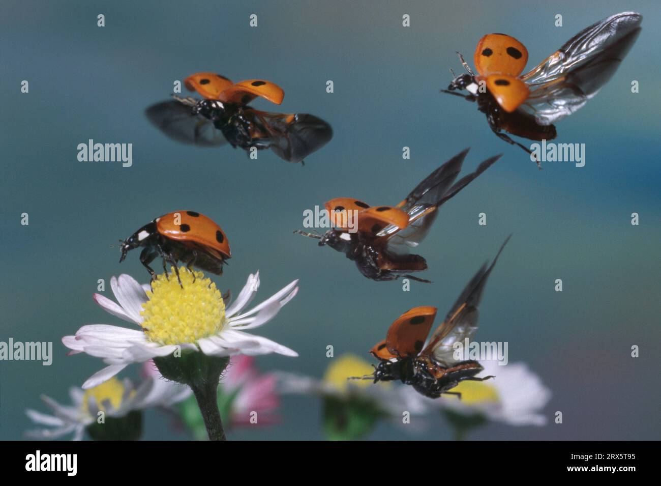 Ladybird insect flight flying hi-res stock photography and images - Alamy
