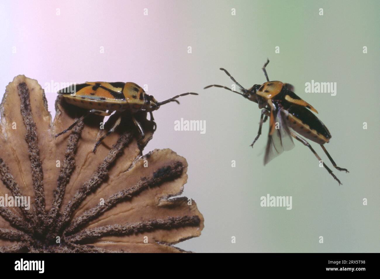 Jewel movement hi-res stock photography and images - Alamy