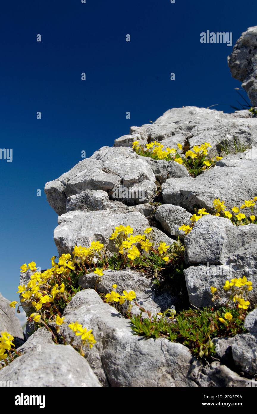 Rock Rose (Helianthemum nummularium), national park Berchtesgaden ...
