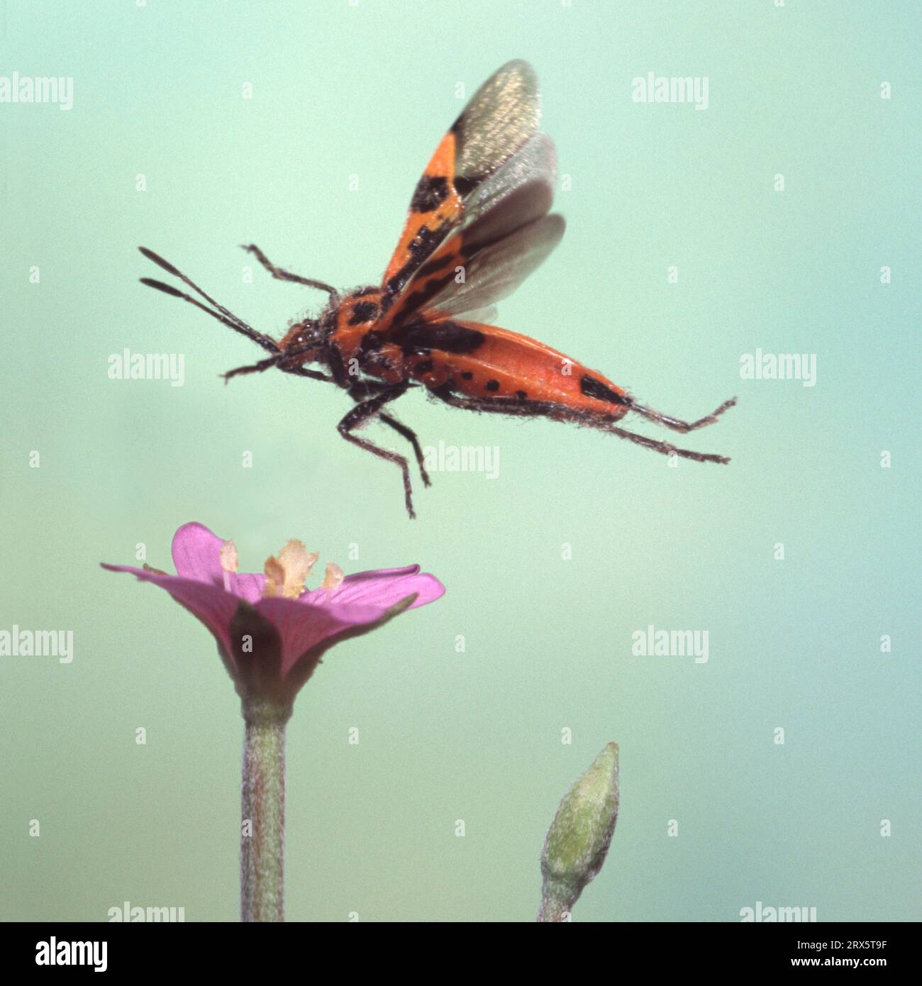 Corizus hyoscyami (Corizus hyoscyami), glass-winged bug, detached ...