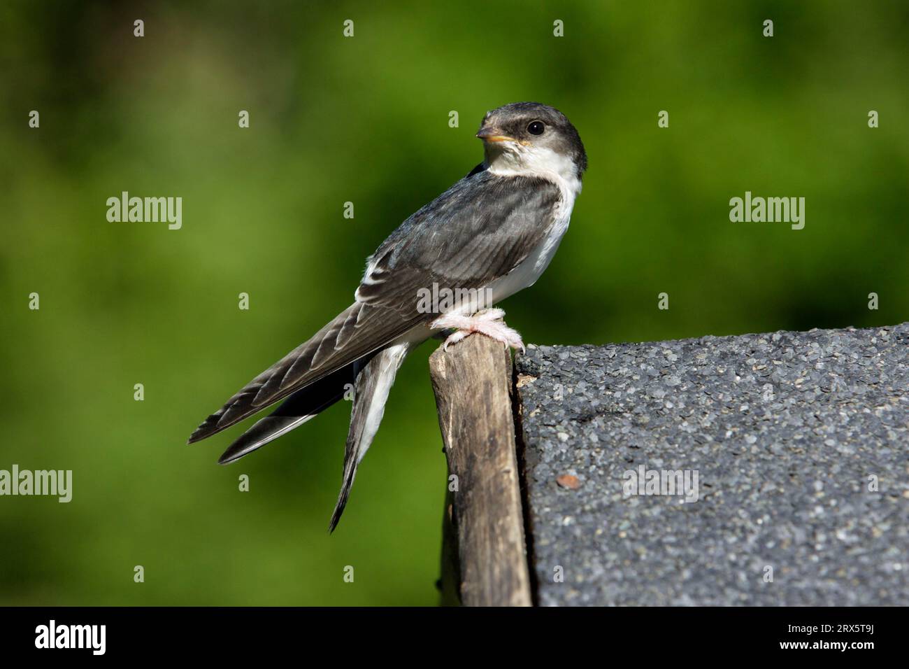 Juvenile house martin hi-res stock photography and images - Alamy