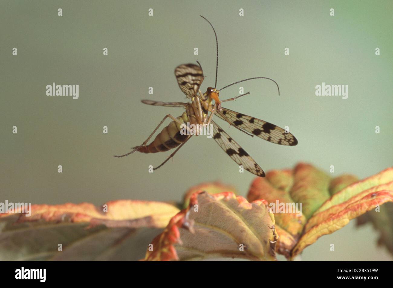 Common scorpion fly, female (Panorpa communis), detachable Stock Photo ...