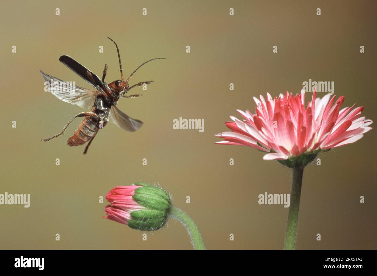 Cantharis fusca beetle hi-res stock photography and images - Alamy