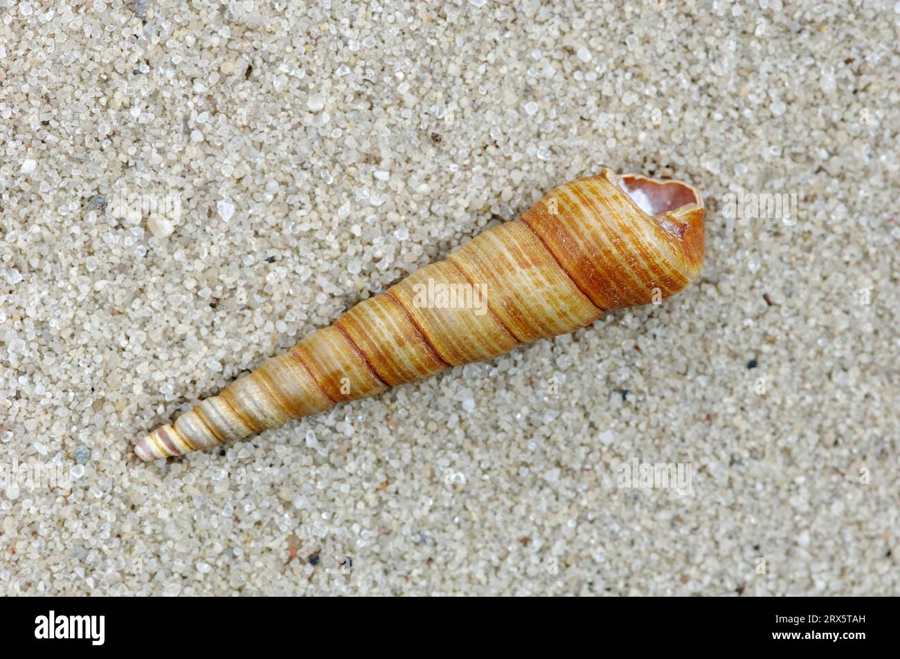 Snail shell of Common European Turritella (Turritella communis ...