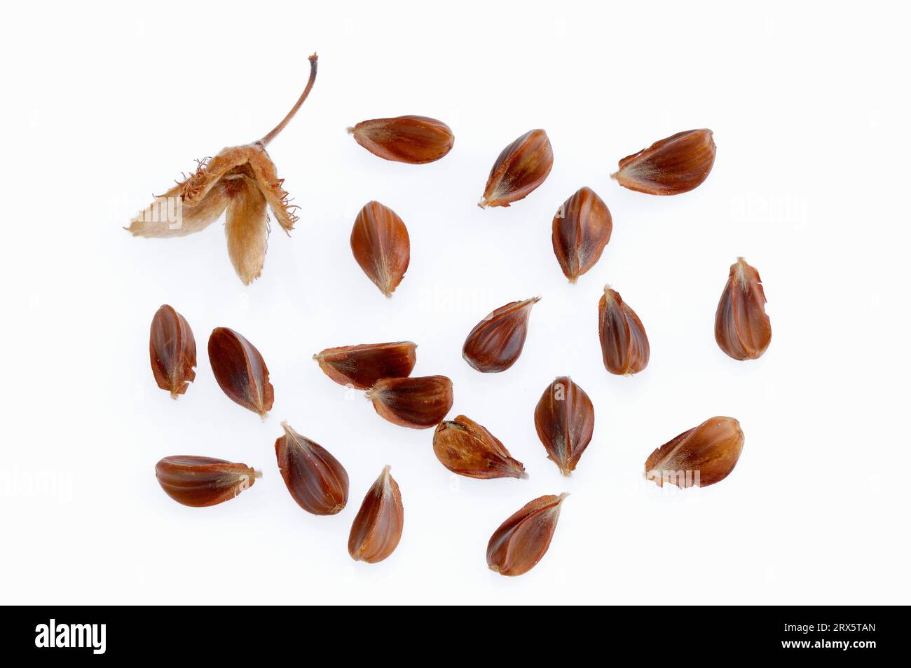 Beechnuts, European Beech (Fagus sylvatica), Common Beech Stock Photo ...