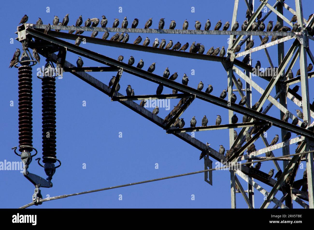 Starlings (Sturnus vulgaris) gather for bird migration on high voltage ...