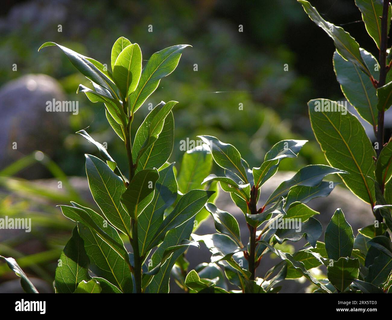 Laurel flowering hi-res stock photography and images - Alamy