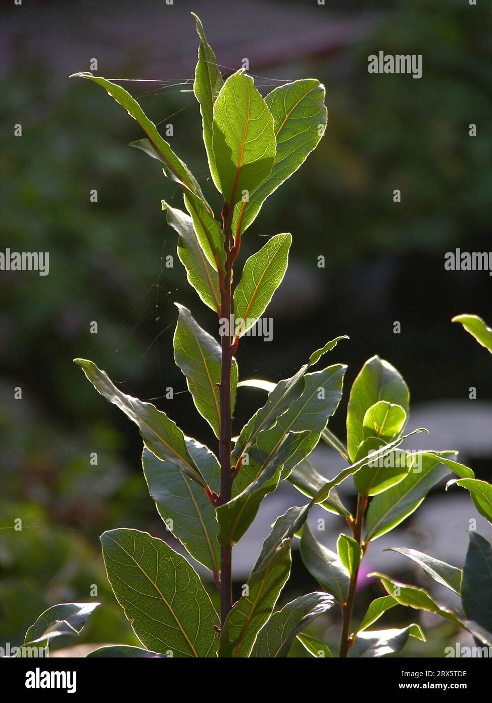 Kitchen spice, laurel (Laurus nobilis), real laurel, also noble laurel ...