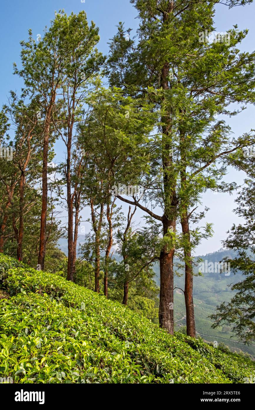 Tea plantation with trees, Munnar, Kerala, India Stock Photo - Alamy