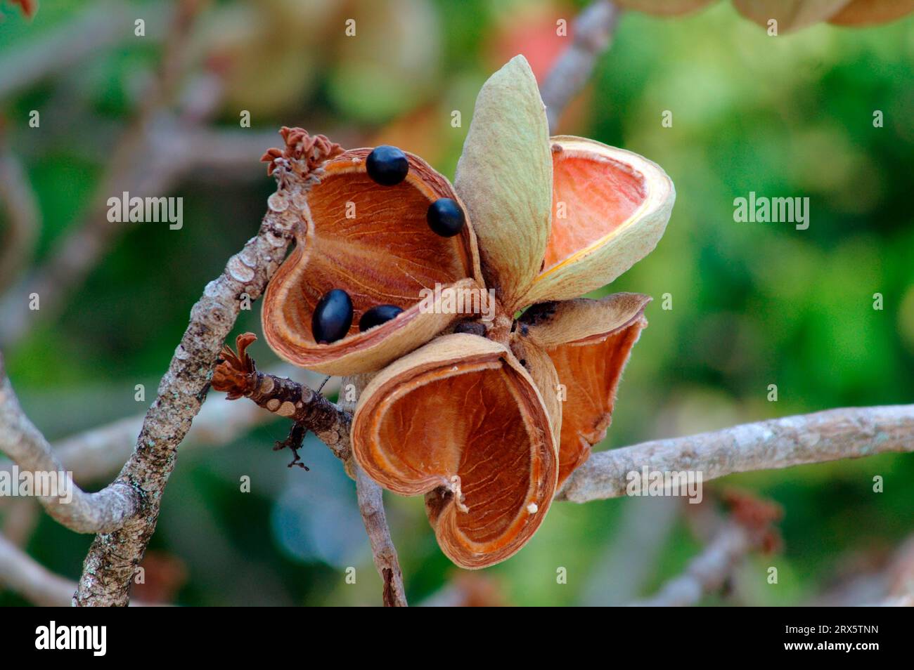 Sea Almond Tree, fruit, national park Manuel Antonio, Costa Rica ...