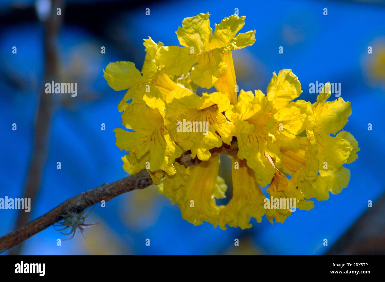 Trumpet Tree, Costa Rica (Tabebuia chrysantha Stock Photo - Alamy