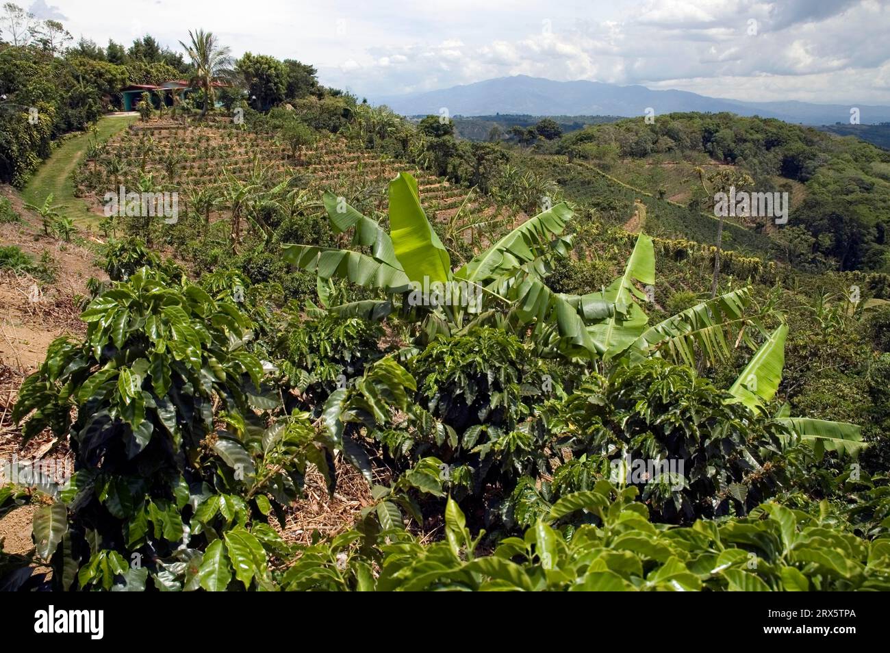 Coffee and banana plantations hi-res stock photography and images - Alamy