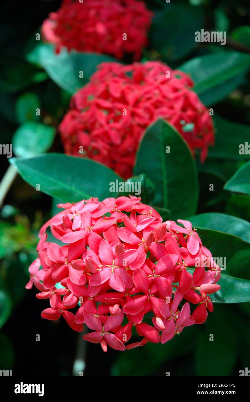 Flame of the Woods (Ixora coccinea), Costa Rica, Jungle Flame, Jungle ...
