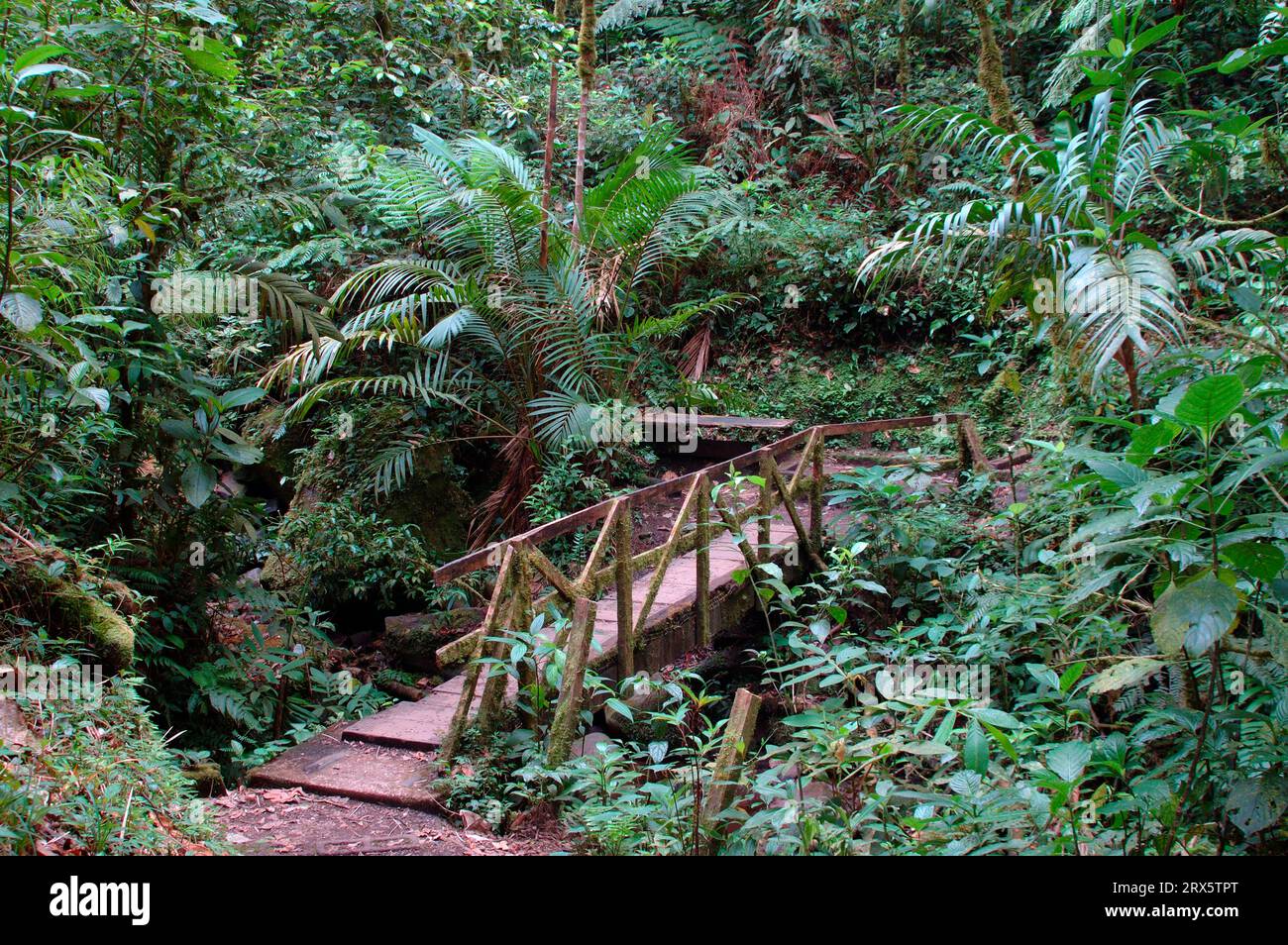 Tropical Rainforest, Monteverde Cloud Forest Biological Reserve ...