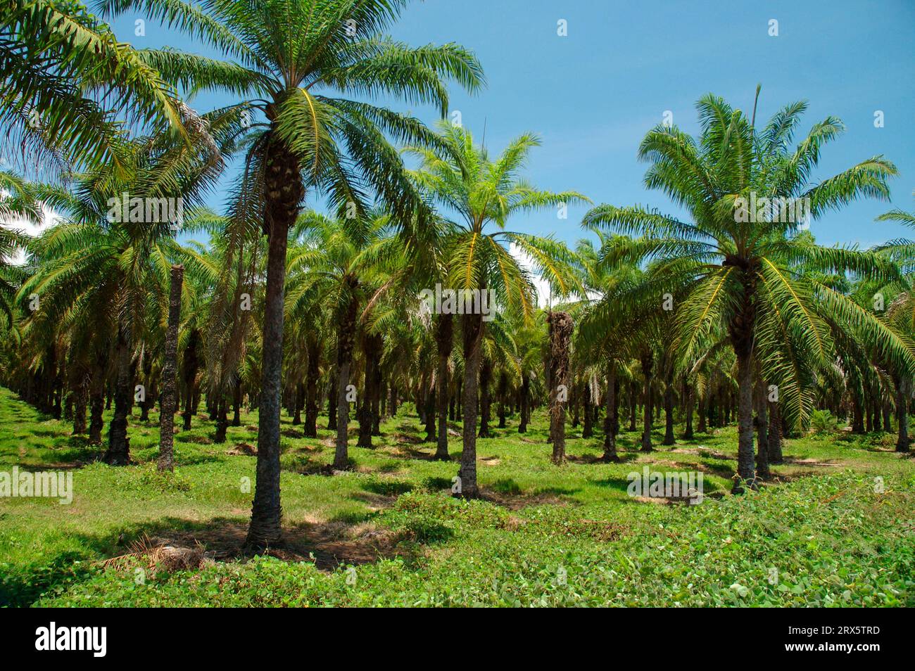 Oil Palms (Elaeis guineensis), Parrita, Costa Rica Stock Photo - Alamy