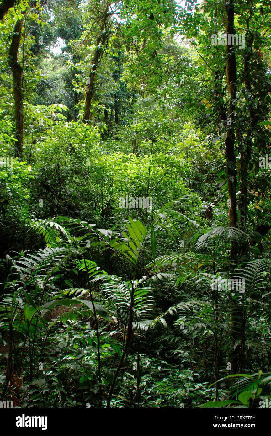 Tropical Rainforest, Monteverde Cloud Forest Biological Reserve ...