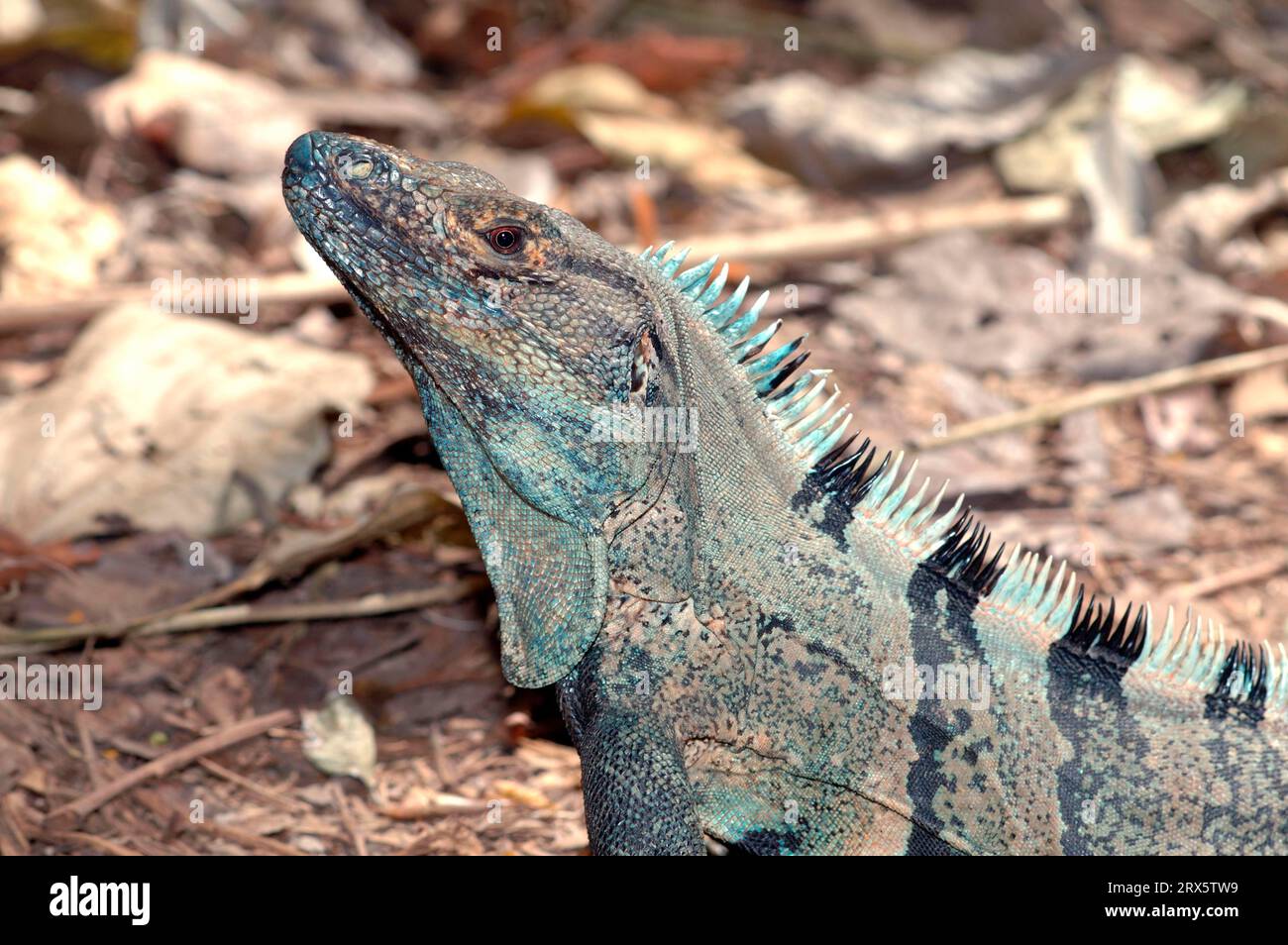 Black Iguana (Ctenosaura similis), Carara national park, Costa Rica Stock Photo - Alamy