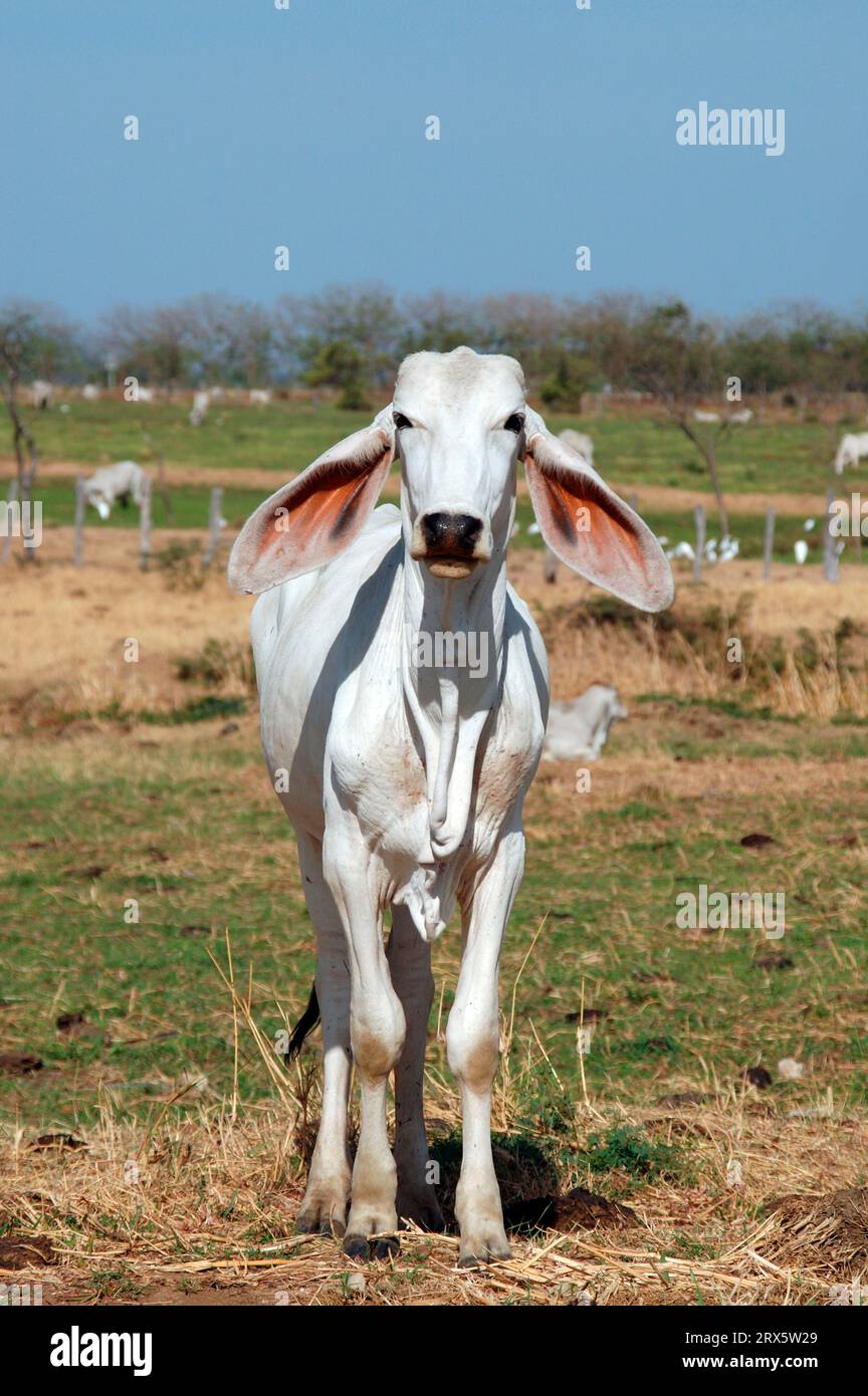 Zebu cattle, Costa Rica Stock Photo - Alamy