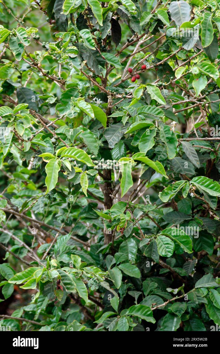 Arabica america hi-res stock photography and images - Alamy
