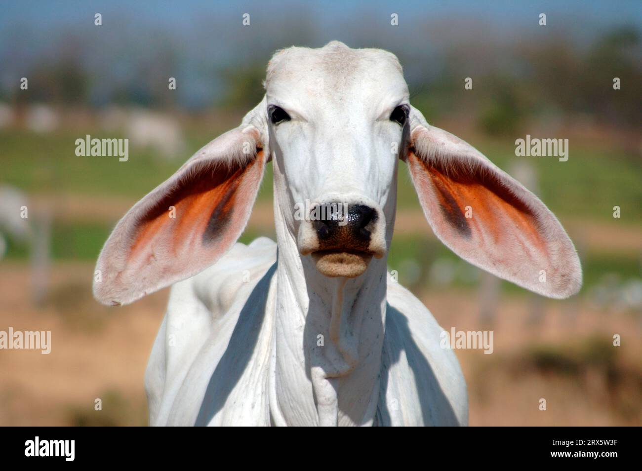 Zebu cattle costa rica hi-res stock photography and images - Alamy