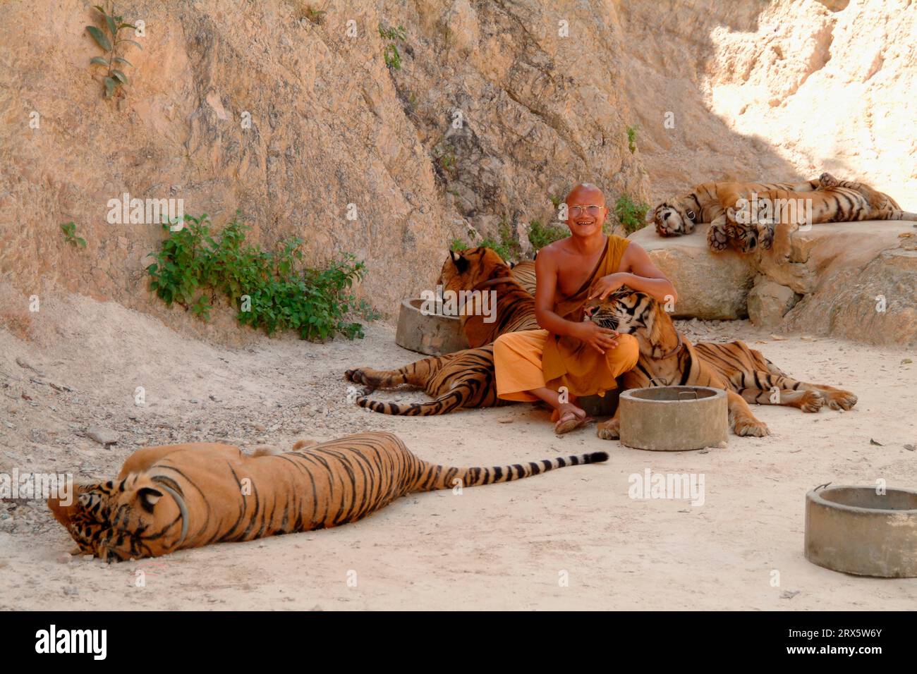 Monk stroking tiger (Panthera tigris), Tiger Temple, Kanchanaburi ...