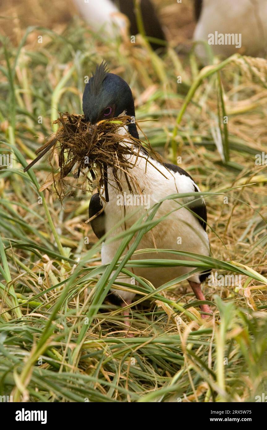 Auckland Island Shag with nesting material, Enderby Island, Auckland ...