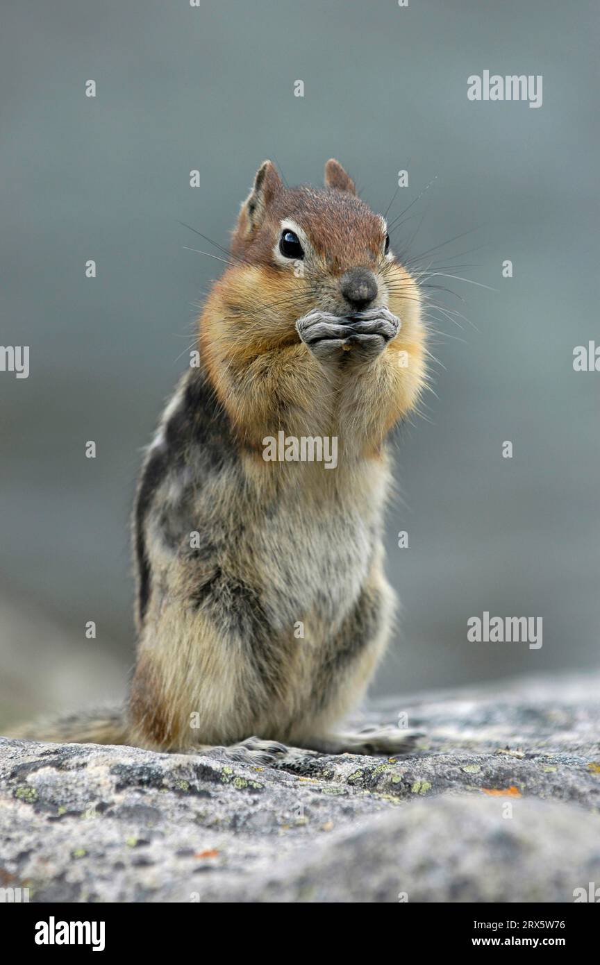 Jasper National Park, Alberta (Citellus lateralis), golden-mantled ...